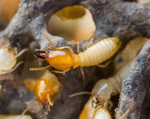 Termite Control | Whitco Bug Warriors